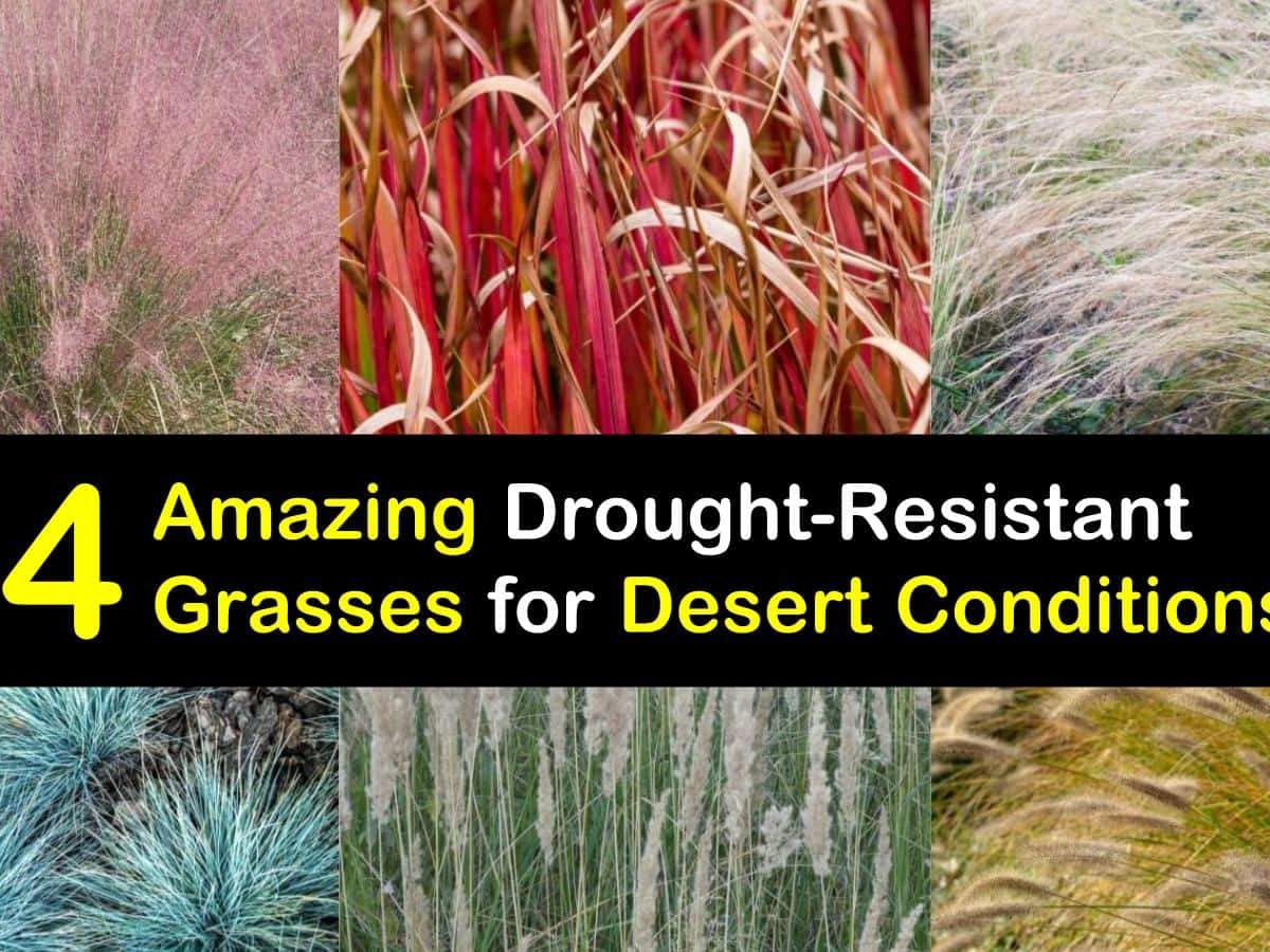 Desert Bush Texture