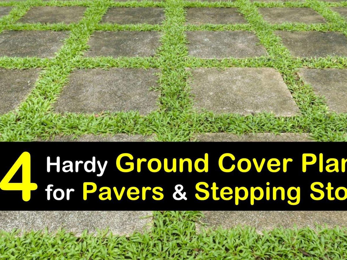 Plants In Stone Paver Ground Cover Fix Your Yard's Problems With These