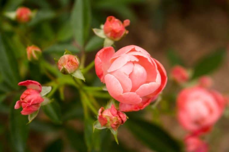 7 Amazing Roses that Shine in the Shade