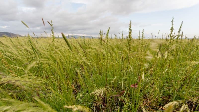 14 Amazing Drought-Resistant Grasses for Desert Conditions