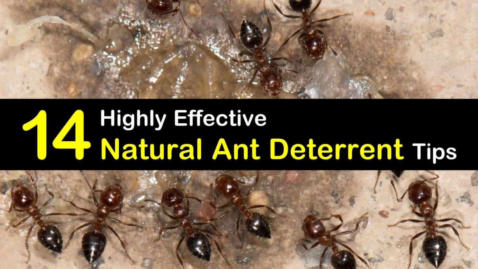 14 Highly Effective Natural Ant Deterrent Tips