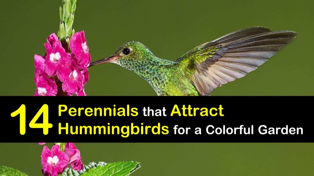 14 Perennials that Attract Hummingbirds for a Colorful Garden