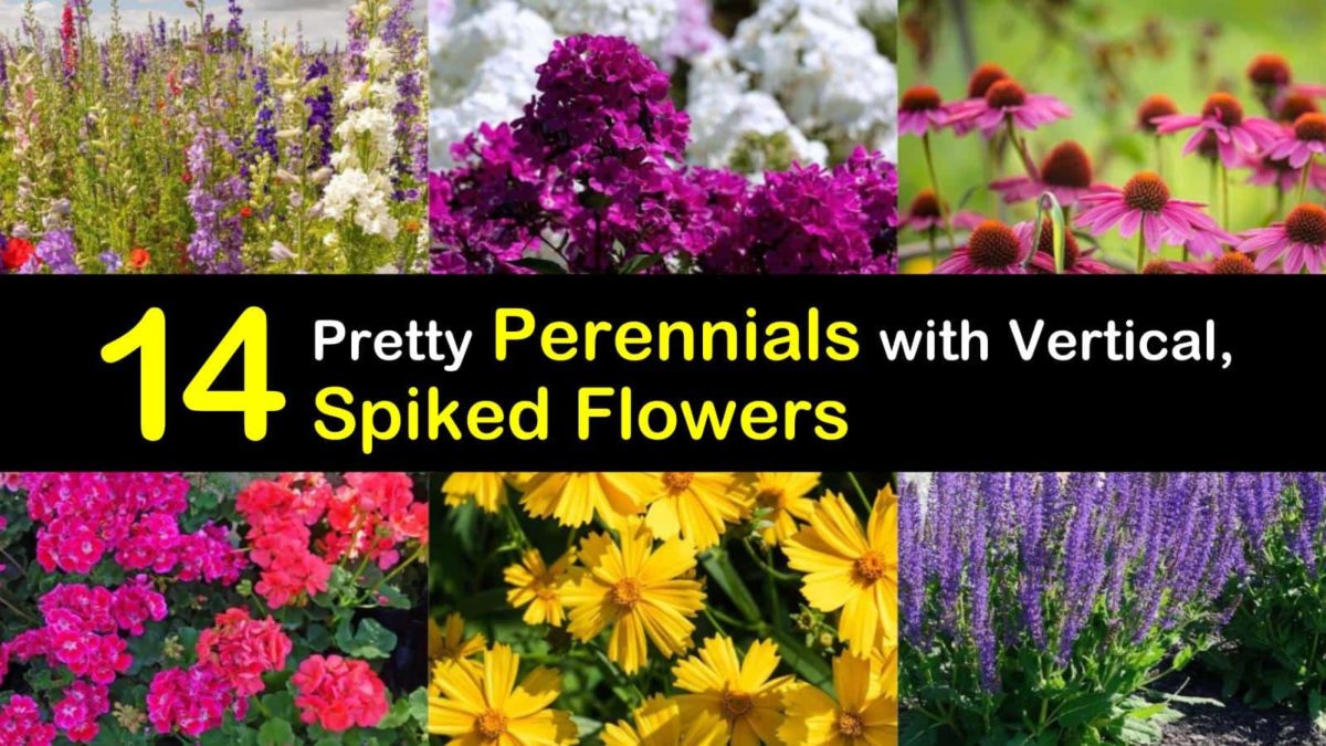 14 Pretty Perennials with Vertical, Spiked Flowers