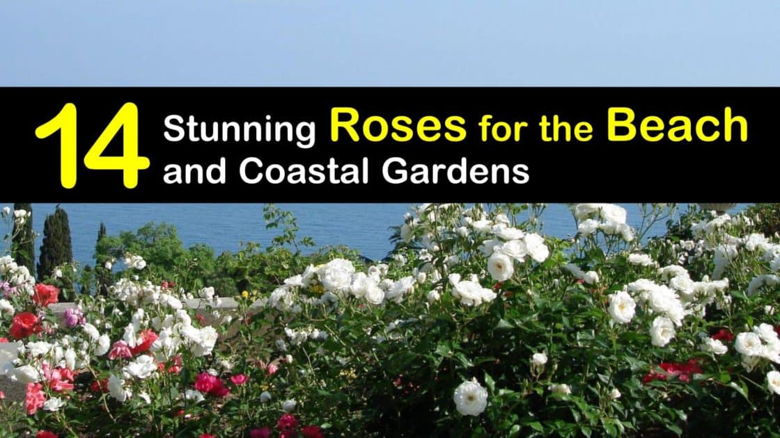 14 Stunning Roses for the Beach and Coastal Gardens