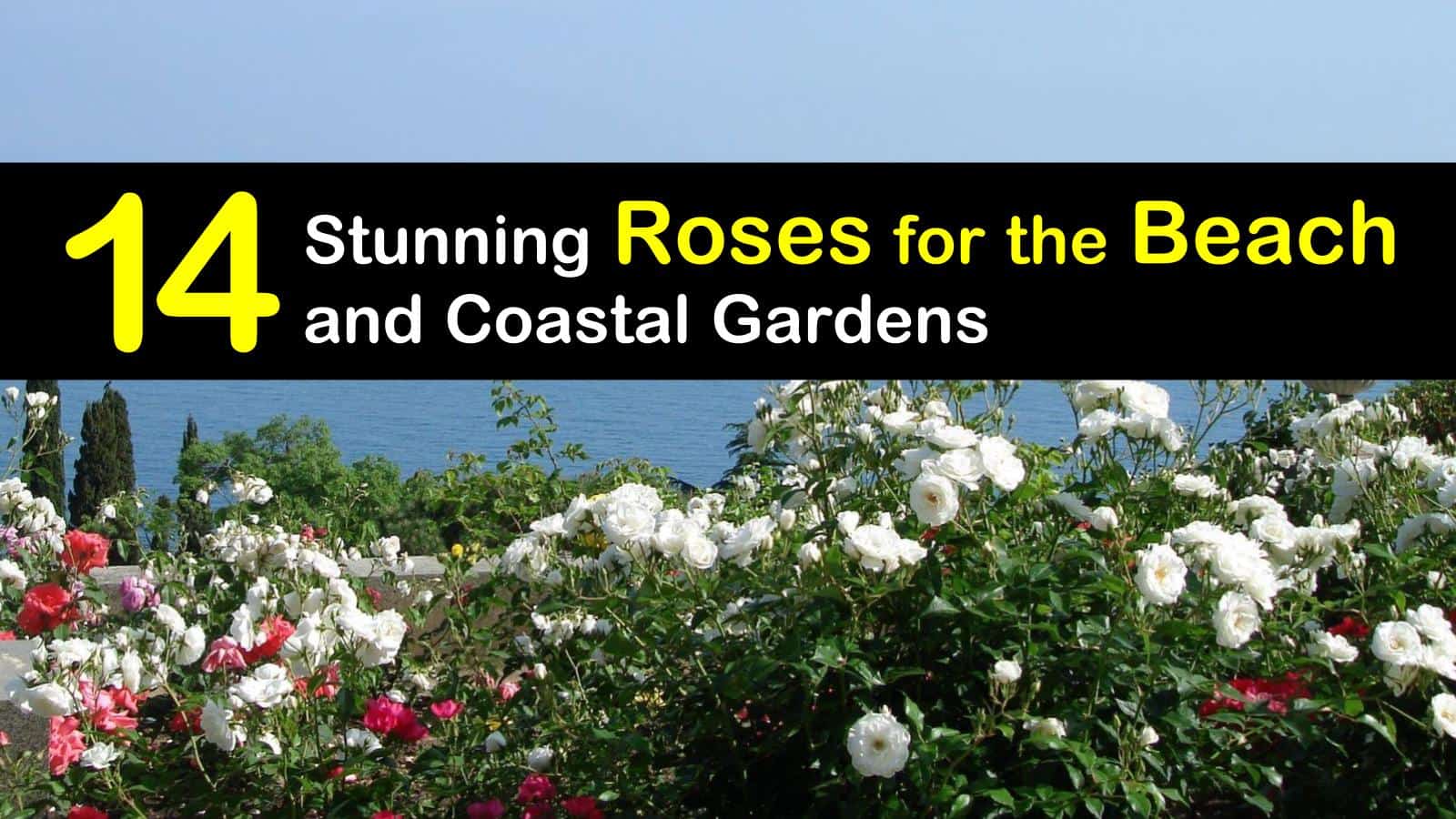 14 Stunning Roses for the Beach and Coastal Gardens