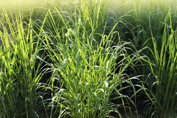 14 Small Ornamental Grasses with Big Appeal
