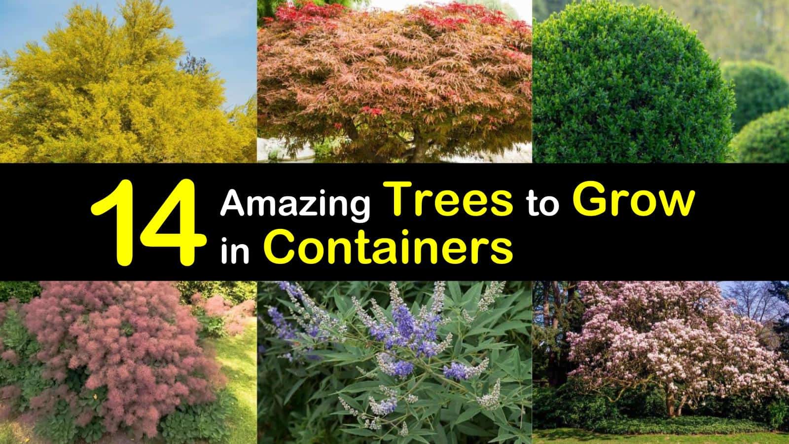 Trees to Grow in Containers
