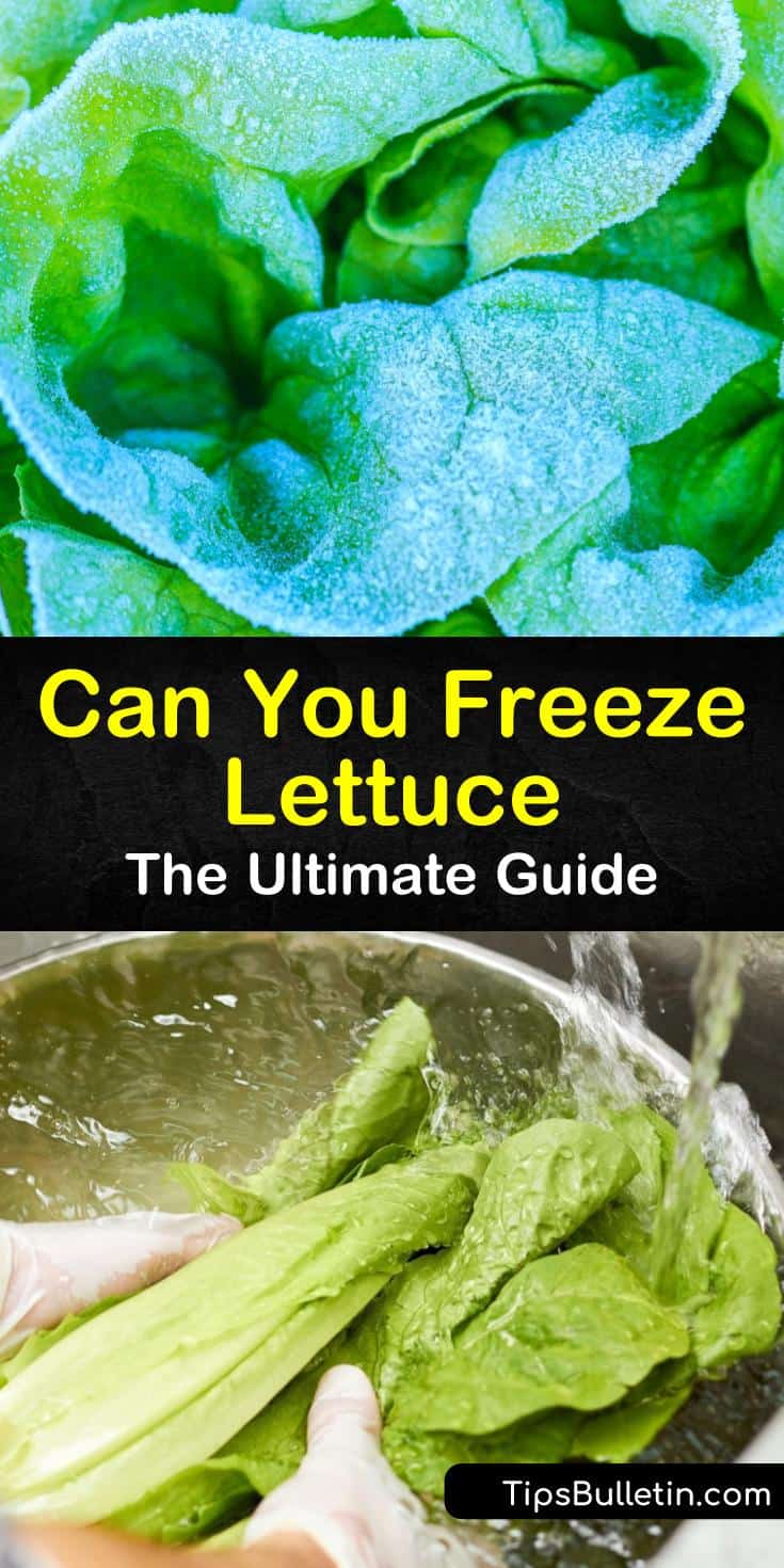Can You Freeze Lettuce? - The Ultimate Guide