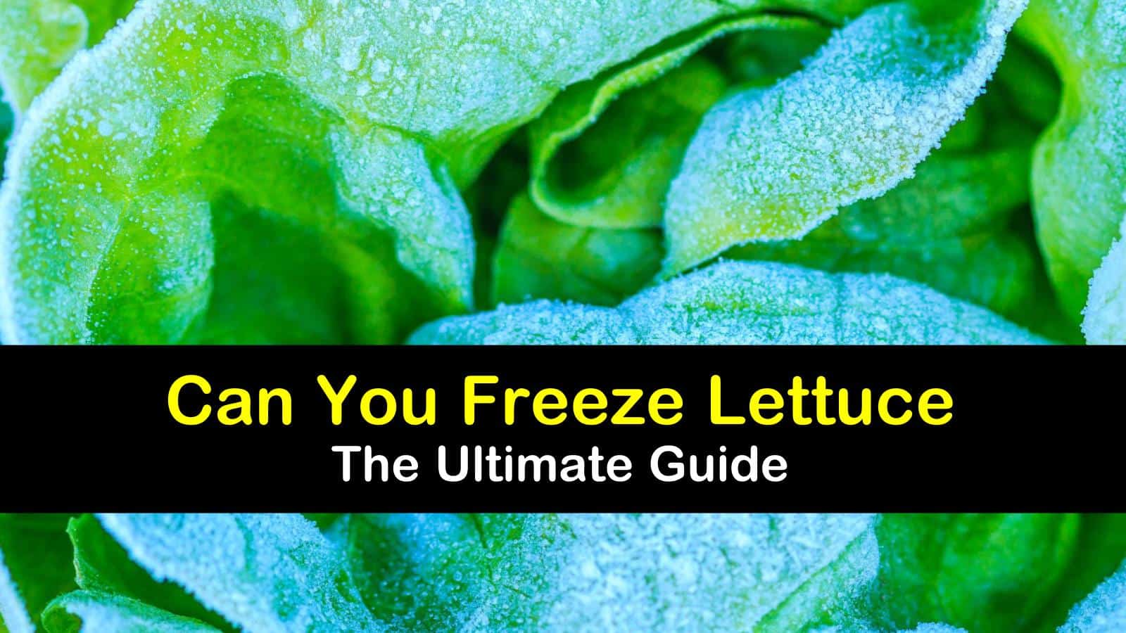 Can You Freeze Lettuce? - The Ultimate Guide