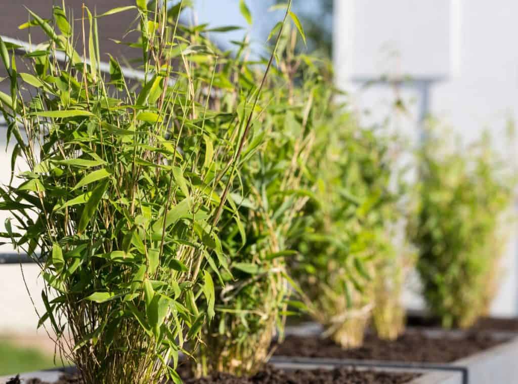 14 Amazing Bamboos to Use as Shrubs for Fast Backyard Privacy