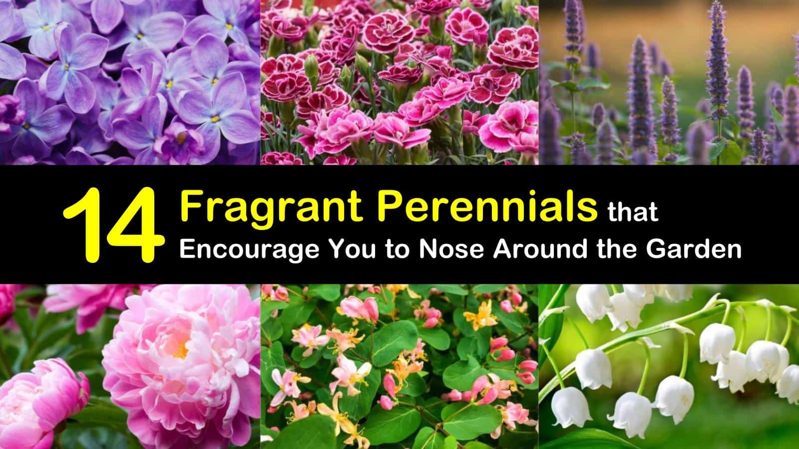 14 Fragrant Perennials that Encourage You to Nose Around the Garden 14 Fragrant Perennials that Encourage You to Nose Around the Garden