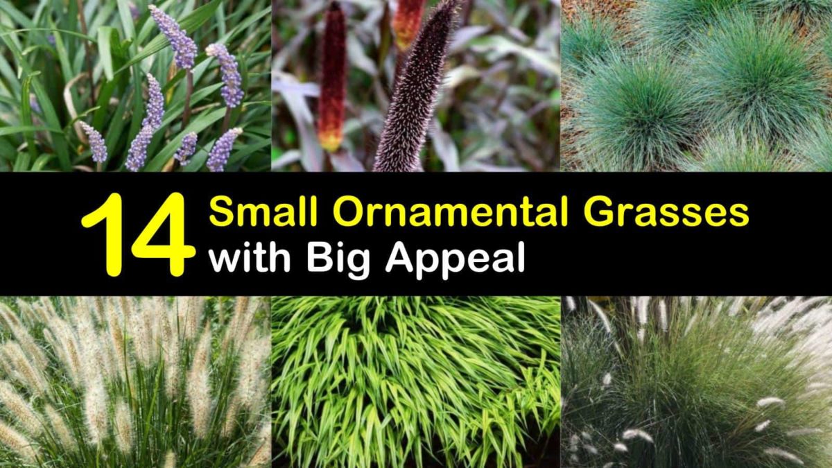 Small Ornamental Grasses