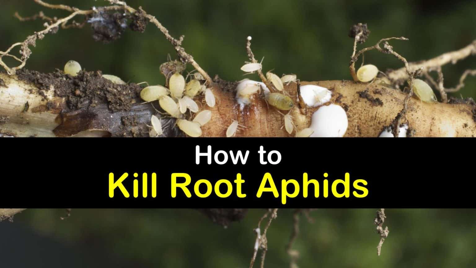 How to Kill Root Aphids