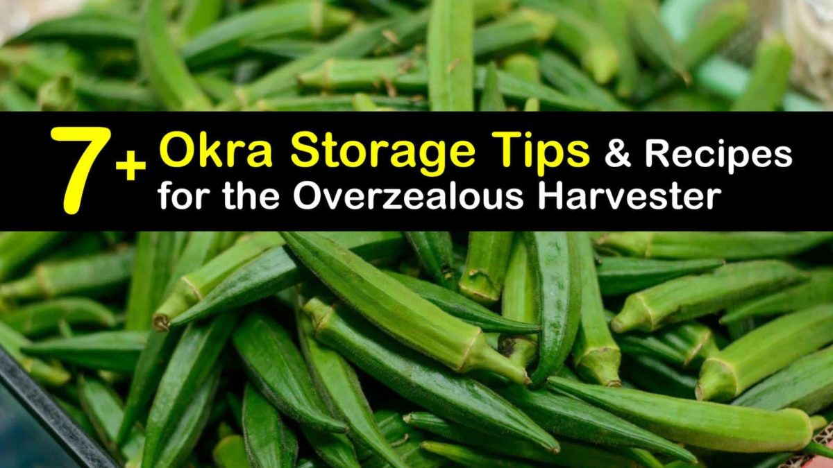 7 Okra Storage Tips And Recipes For The Overzealous Harvester
