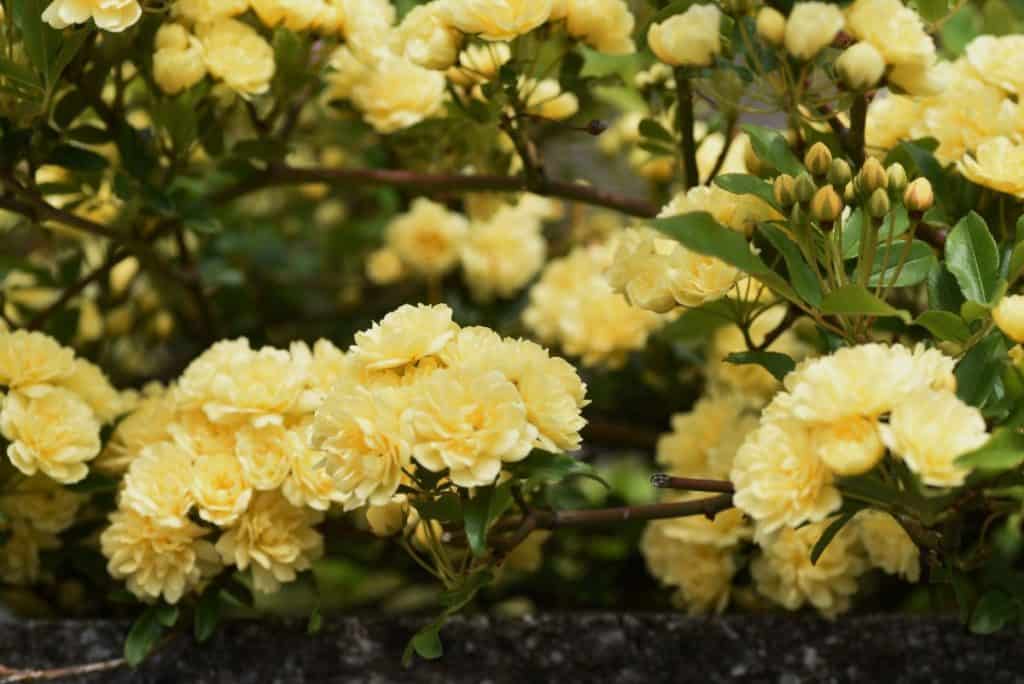 14 Drought-Tolerant Roses that Can Handle Dry Conditions