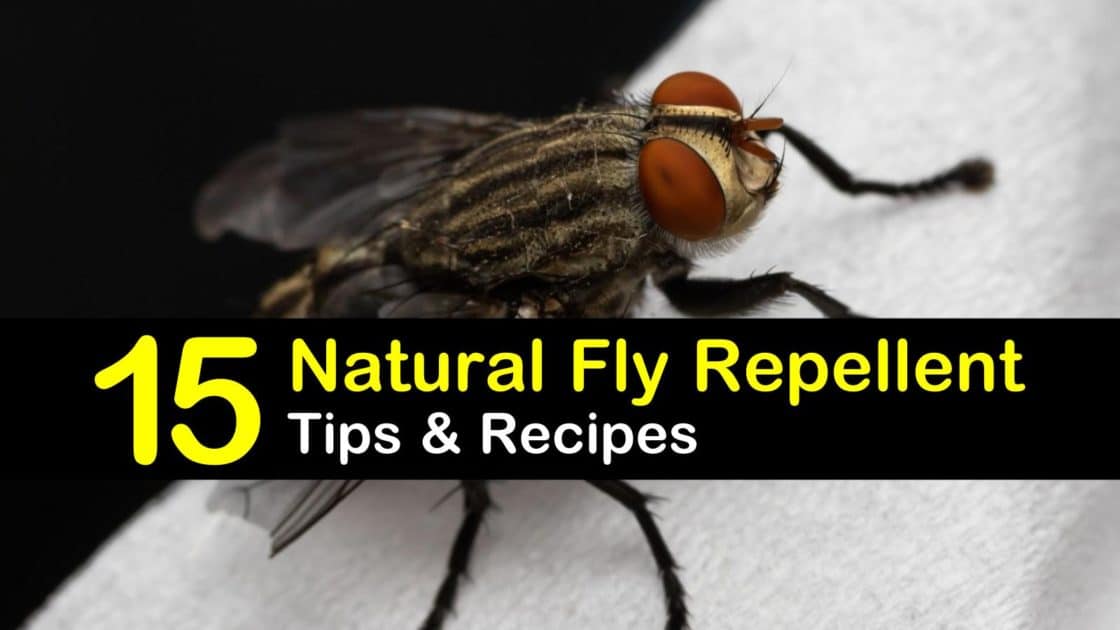 Keeping Flies Away - 15 Natural Fly Repellent Tips and Recipes