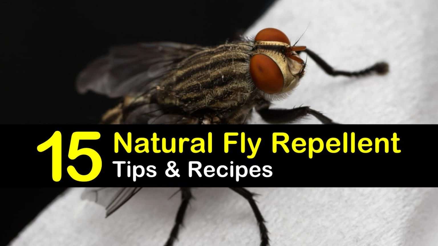 Keeping Flies Away - 15 Natural Fly Repellent Tips and Recipes