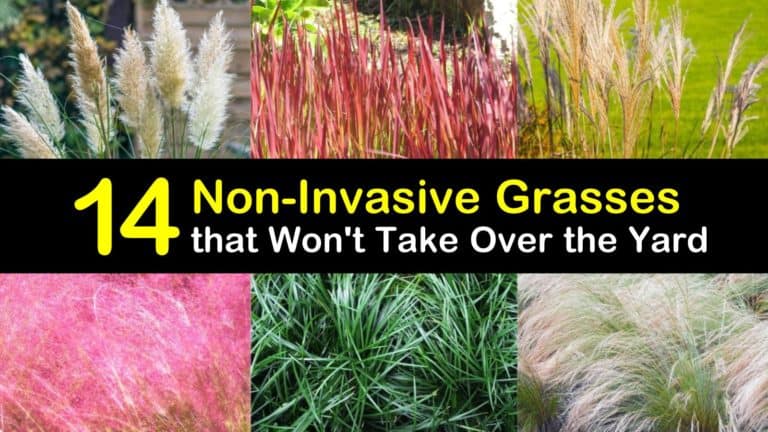14 Non-Invasive Grasses that Won't Take Over the Yard