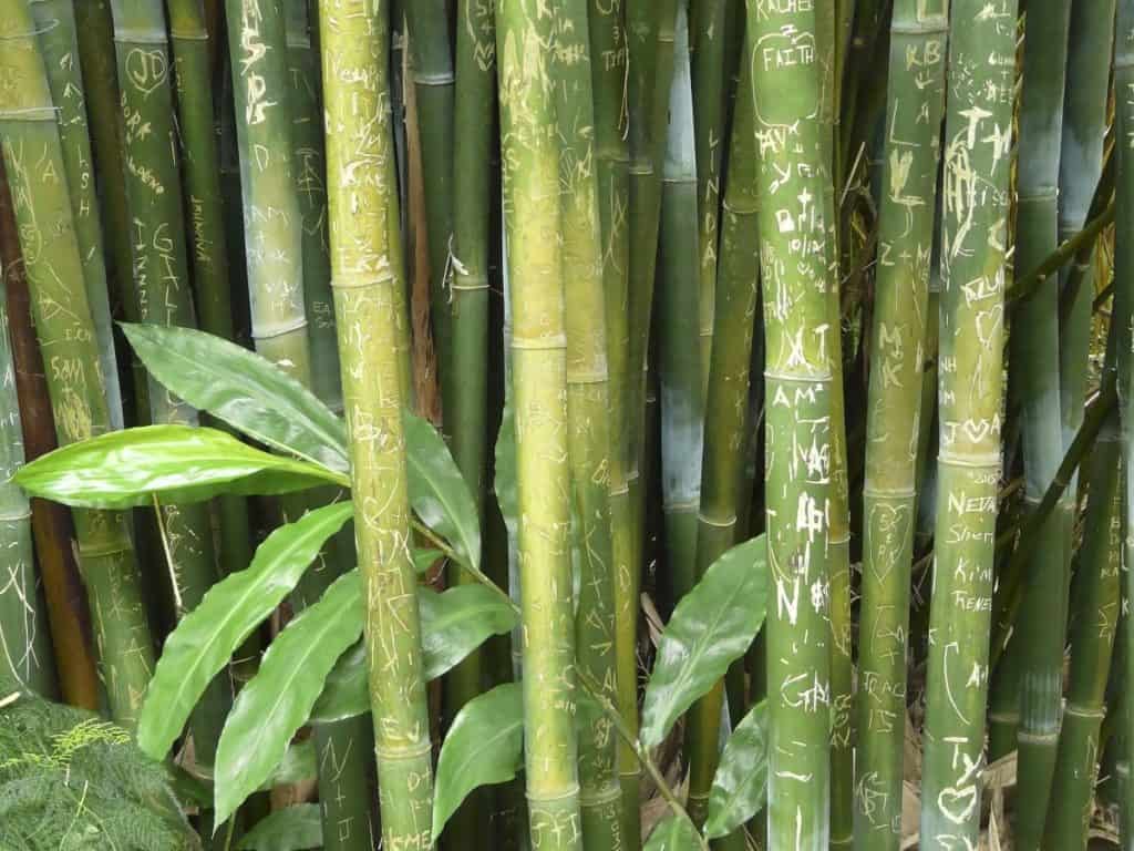14 Amazing Bamboos to Use as Shrubs for Fast Backyard Privacy