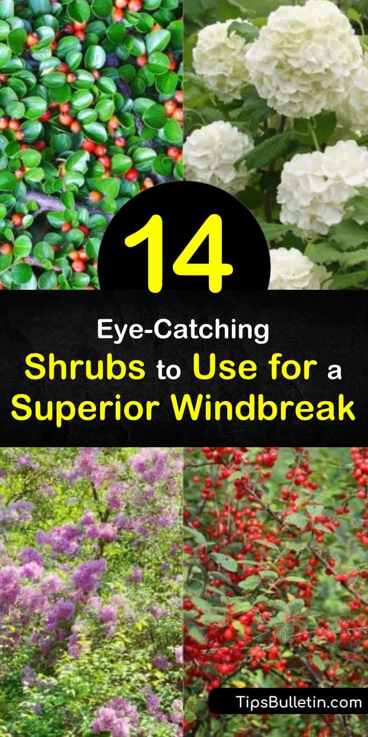 14 Eye-Catching Shrubs to use for a Superior Windbreak