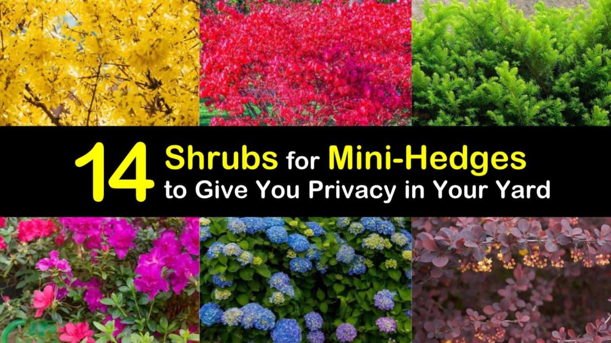 14 Shrubs for Mini-Hedges to Give You Privacy in Your Yard