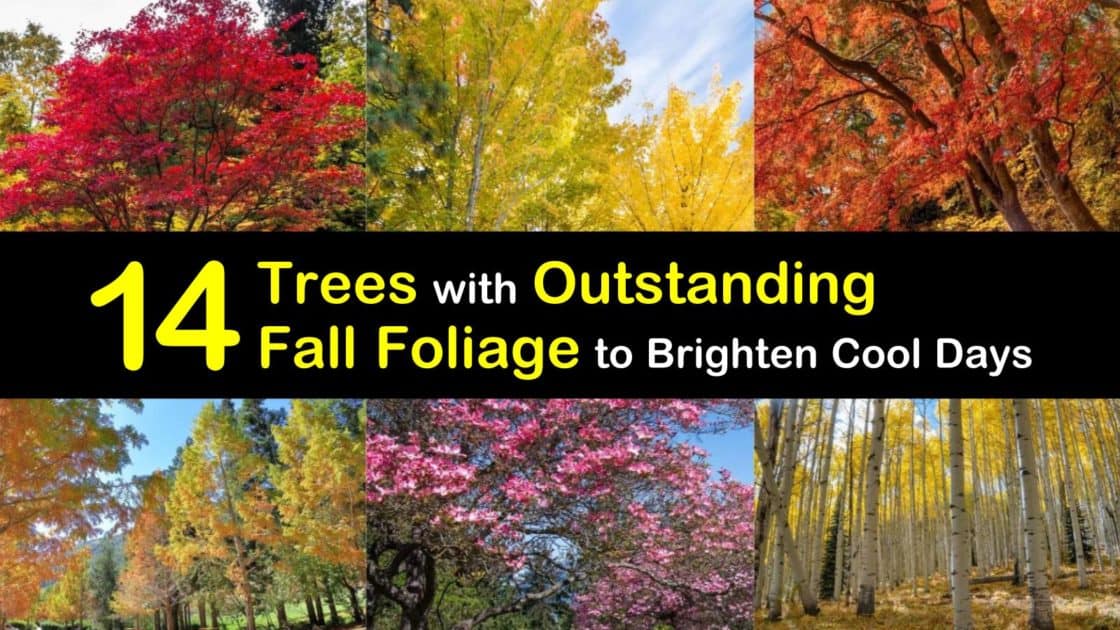 14 Trees with Outstanding Fall Foliage to Brighten Cool Days