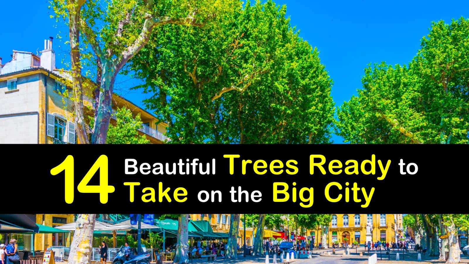 14 Beautiful Trees Ready to Take on the Big City