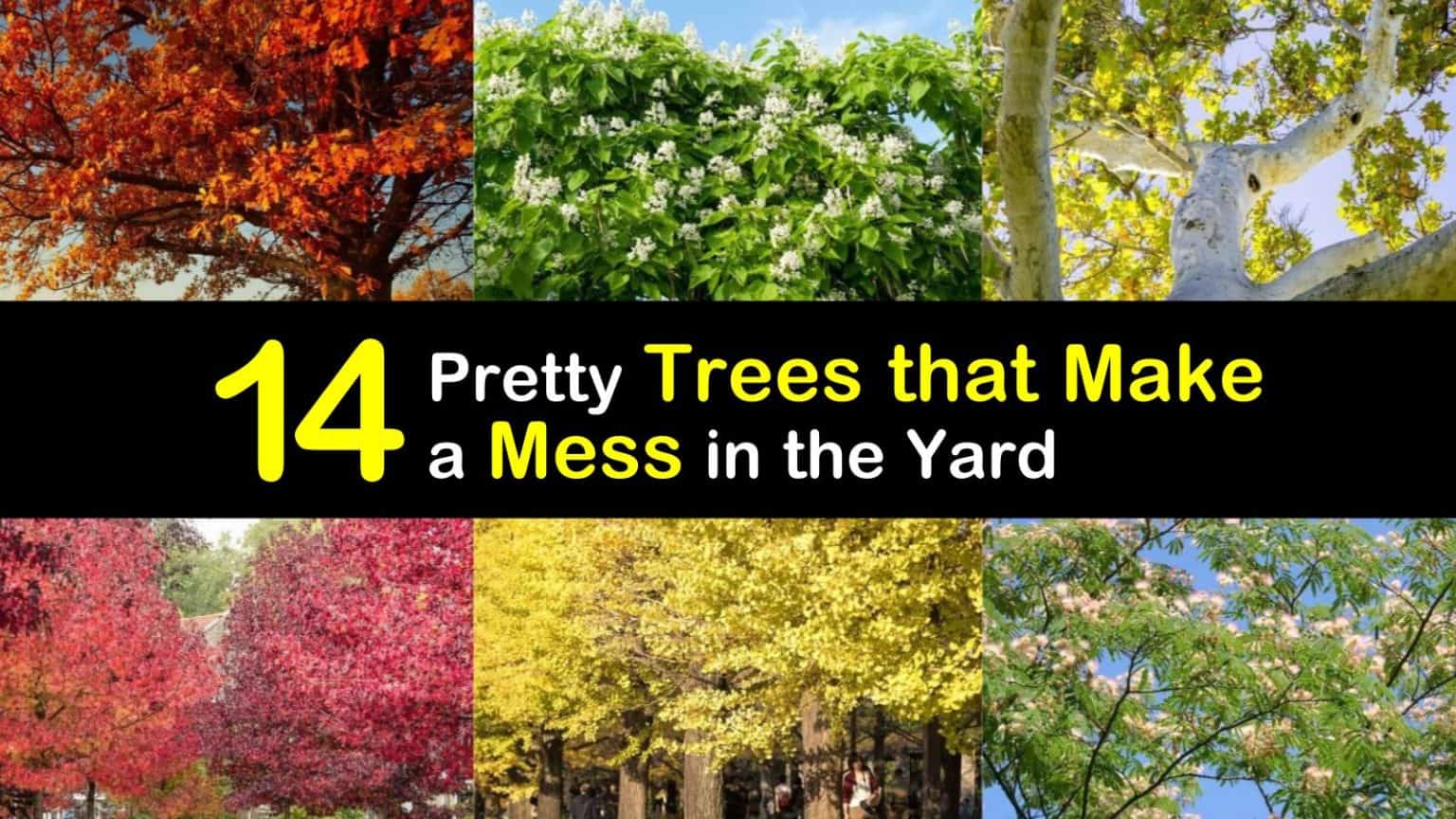 14 Pretty Trees that Make a Mess in the Yard