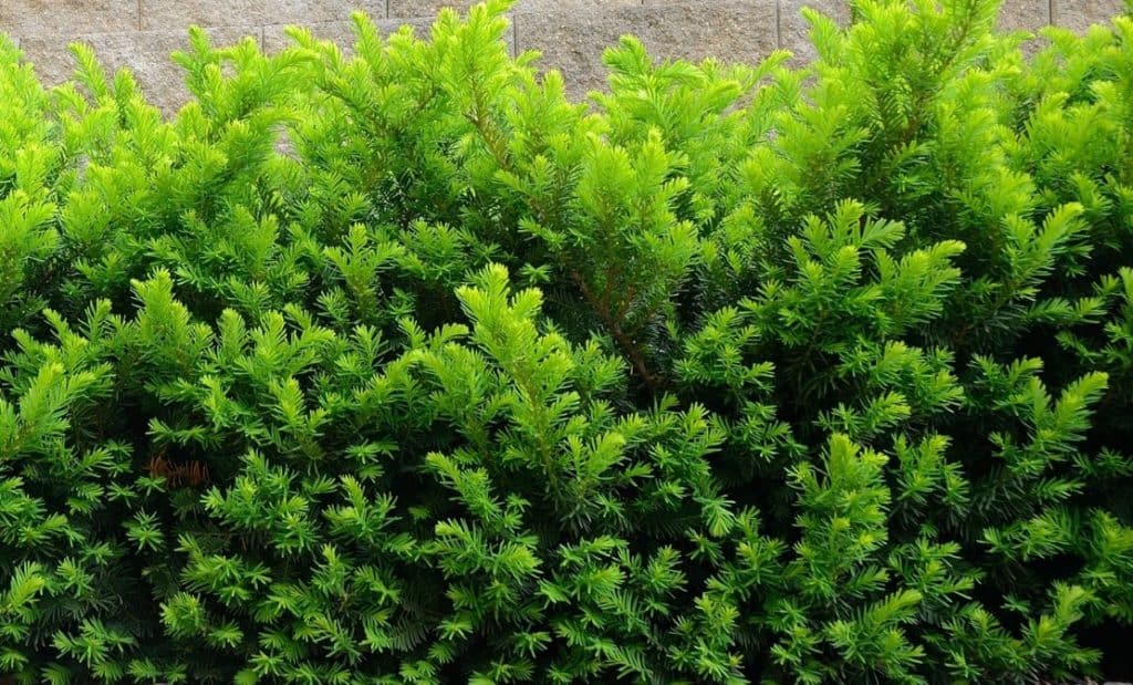 14 Shrubs for Mini-Hedges to Give You Privacy in Your Yard