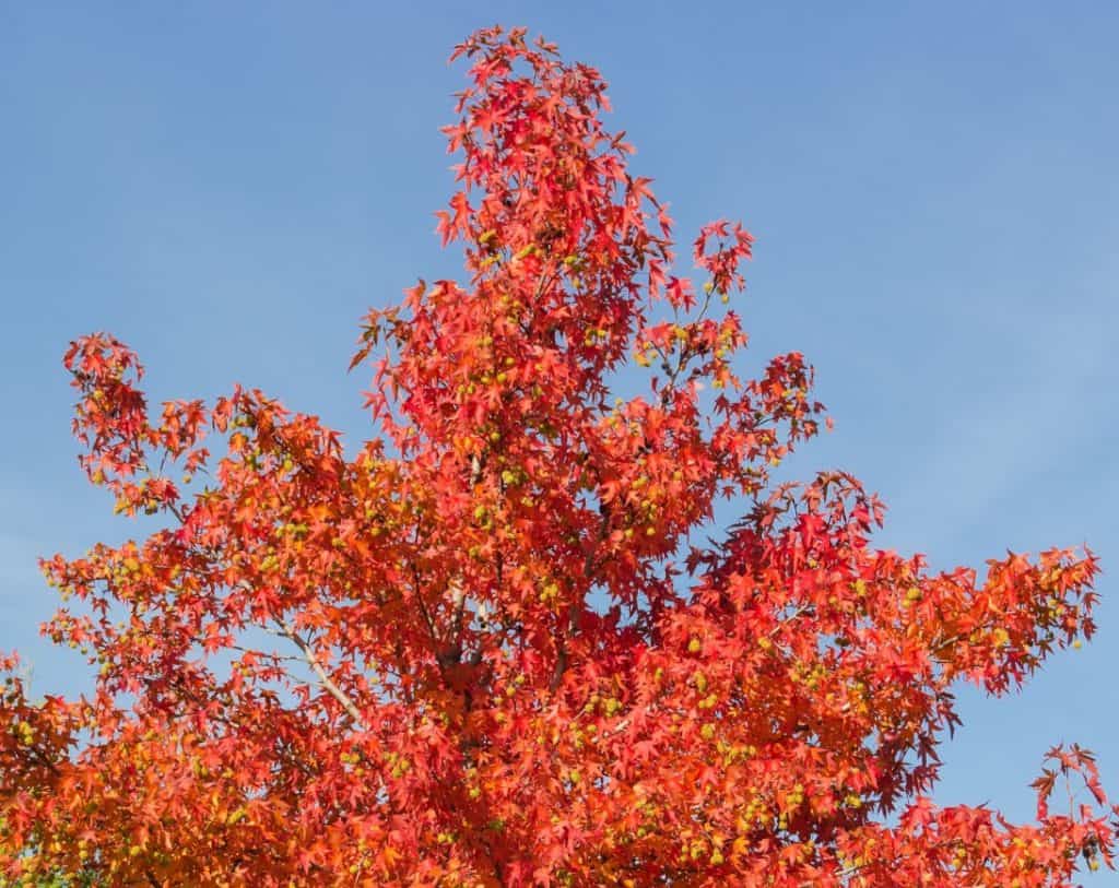 14 Trees with Brilliant Orange Leaves in Fall