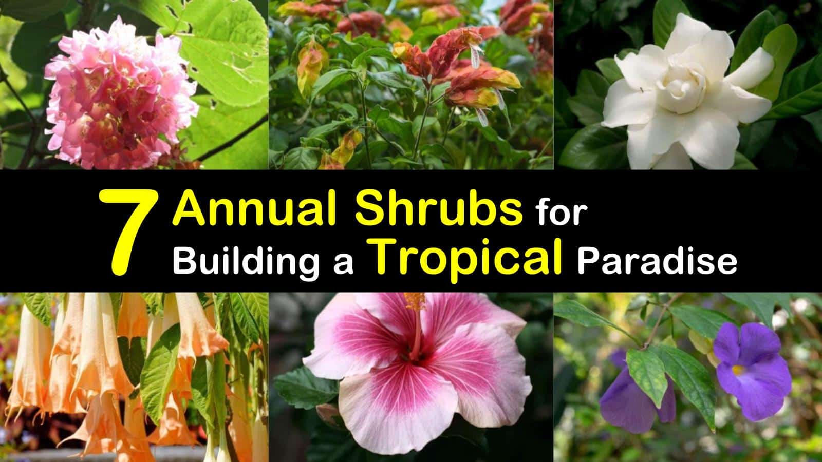 7 Annual Shrubs for Building a Tropical Paradise