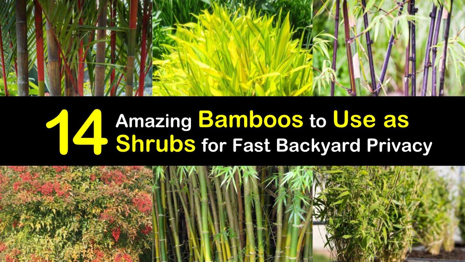 14 Amazing Bamboos to Use as Shrubs for Fast Backyard Privacy