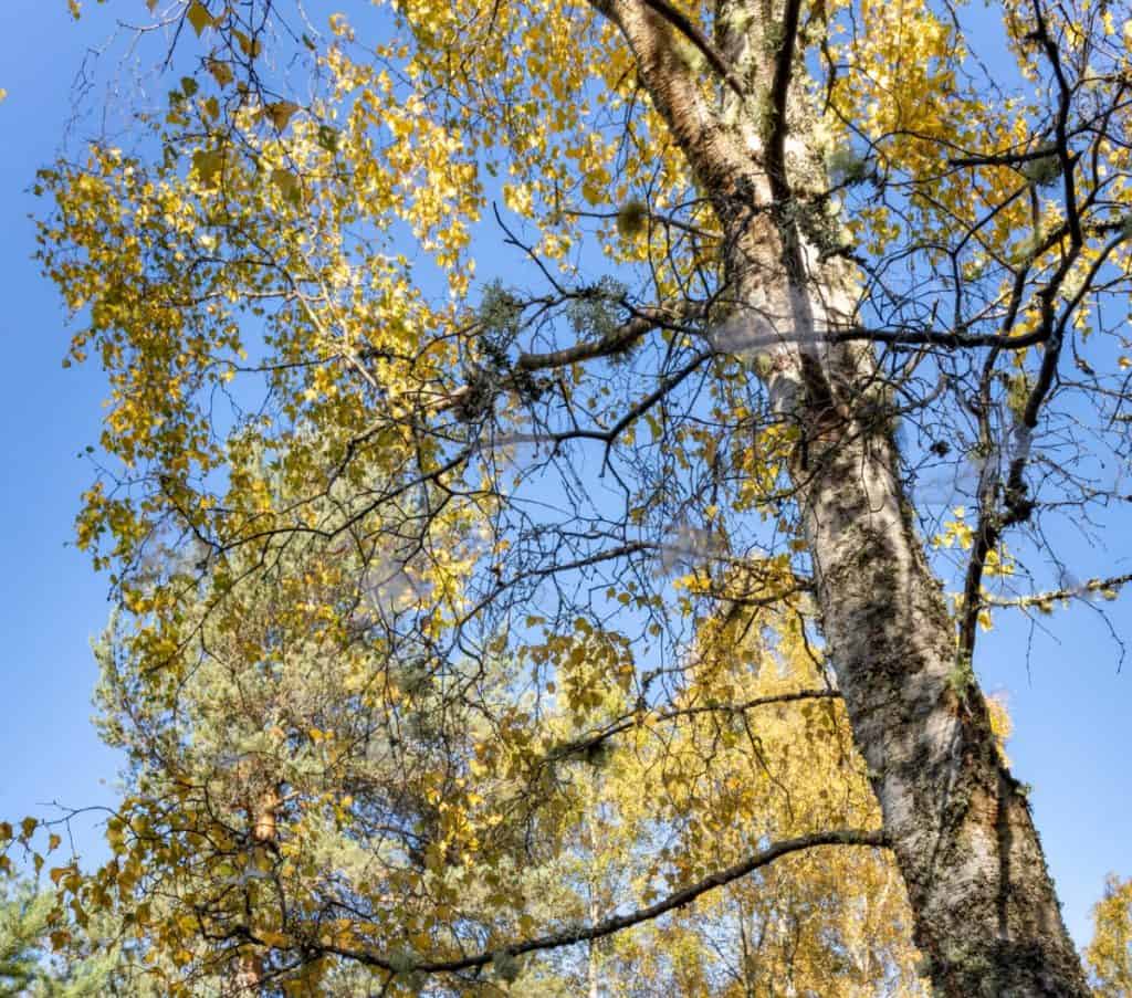 14 Cold Hardy Trees for Winter-Friendly Landscaping