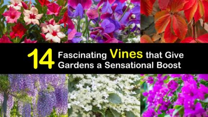 14 Fascinating Vines that Give Gardens a Sensational Boost
