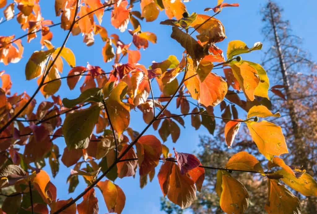 14 Trees with Brilliant Orange Leaves in Fall