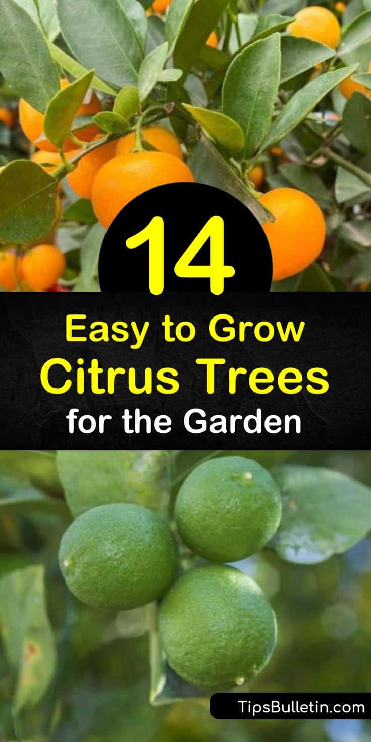 14 Easy to Grow Citrus Trees for the Garden