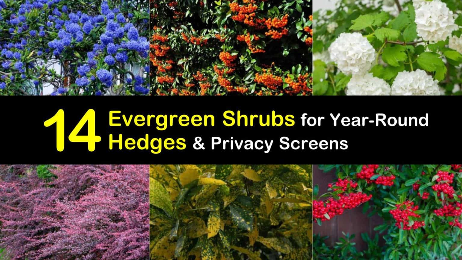 14 Evergreen Shrubs for Year-Round Hedges and Privacy Screens