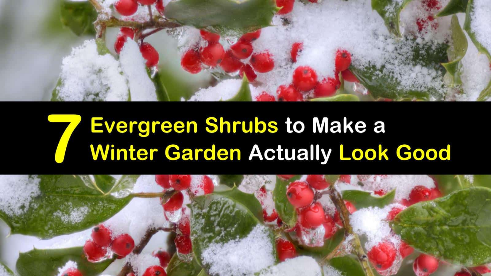 7 Evergreen Shrubs to Make a Winter Garden Actually Look Good