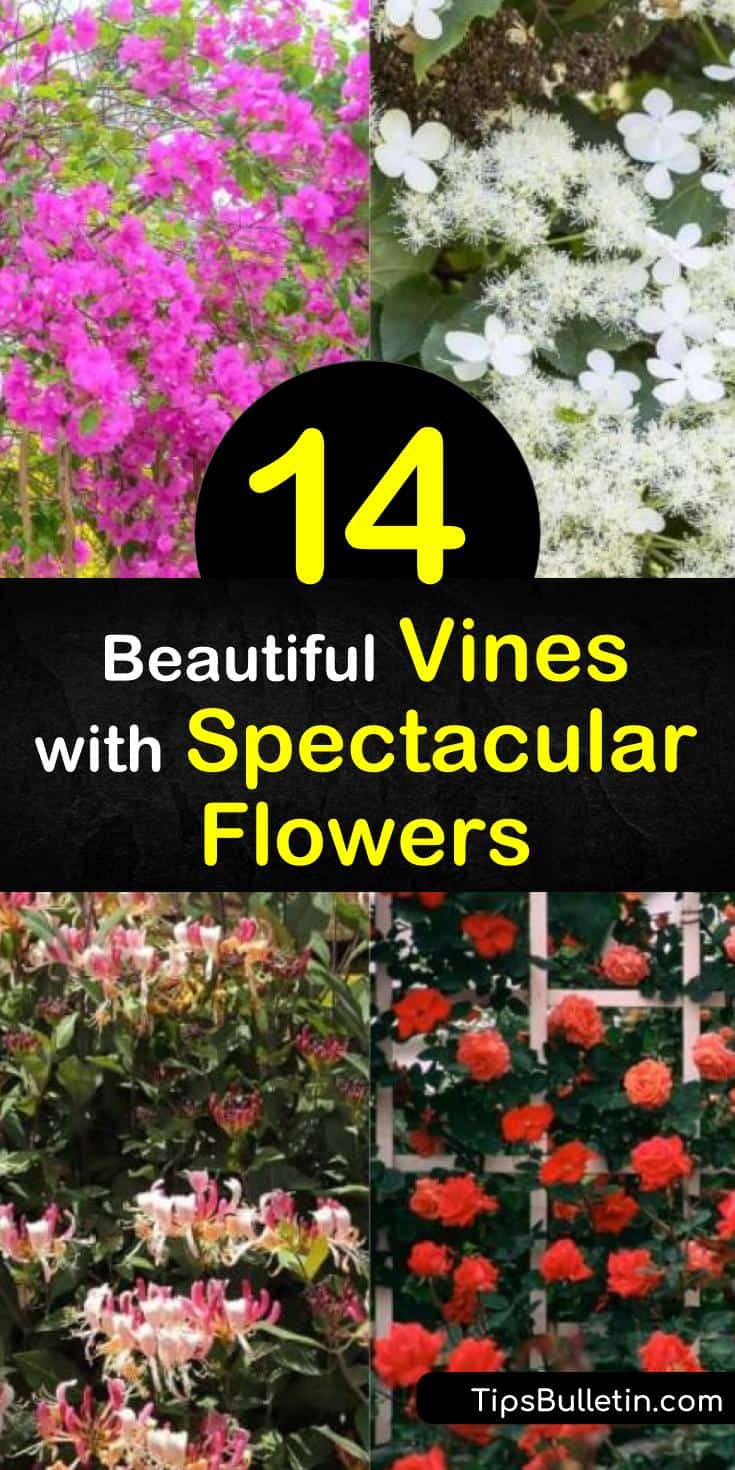 14 Beautiful Vines with Spectacular Flowers