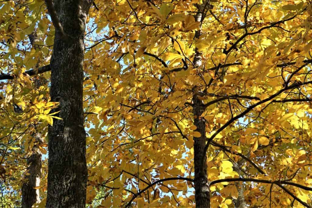 14 Colorful Trees that Make You Fall for Fall