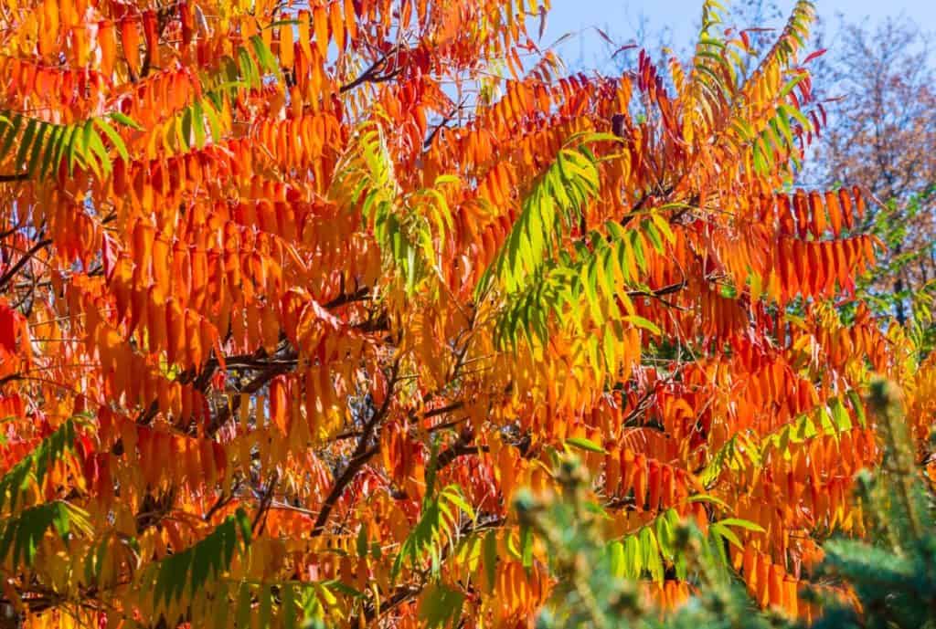 14 Trees with Brilliant Orange Leaves in Fall