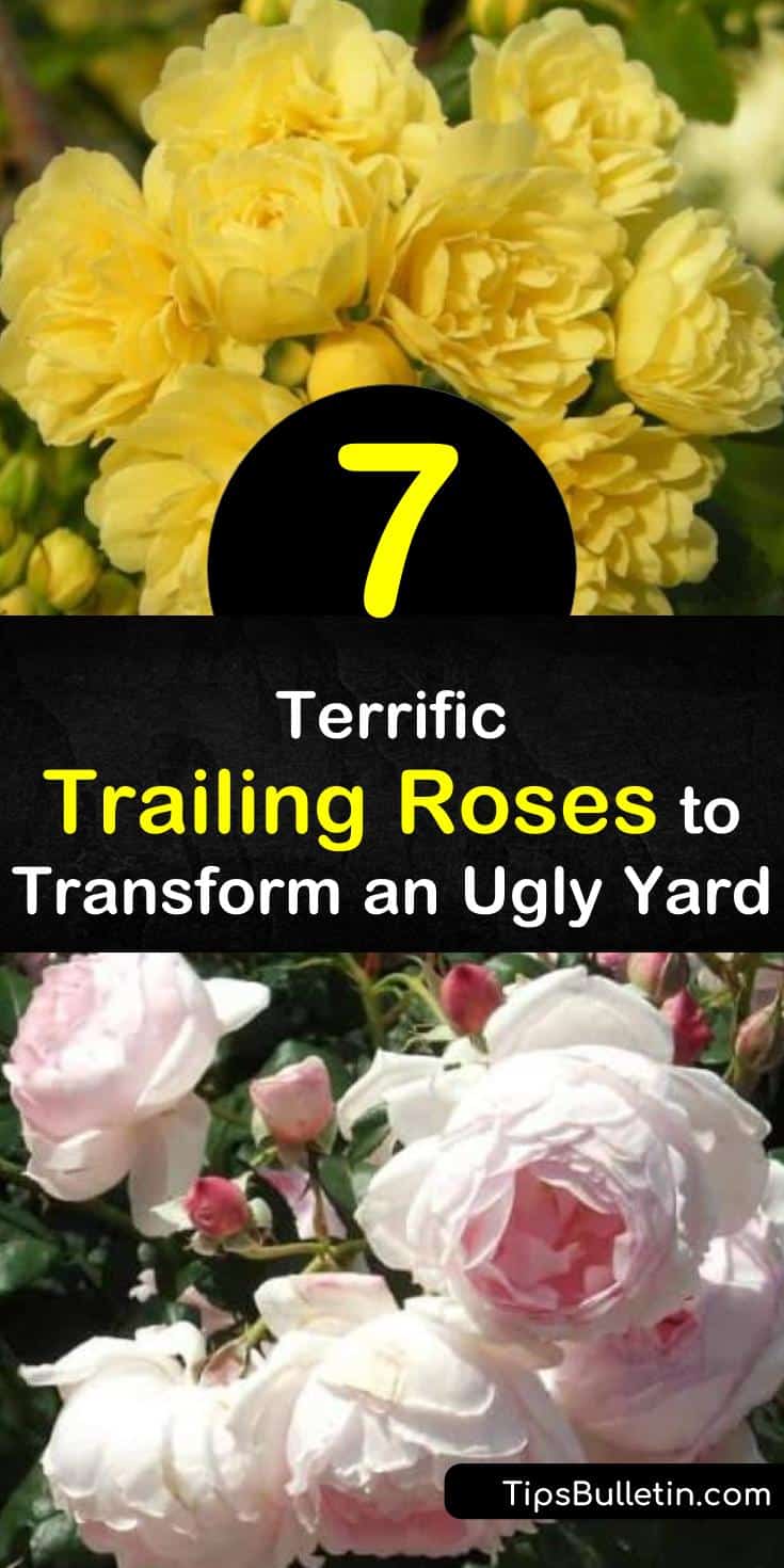 7 Terrific Trailing Roses to Transform an Ugly Yard