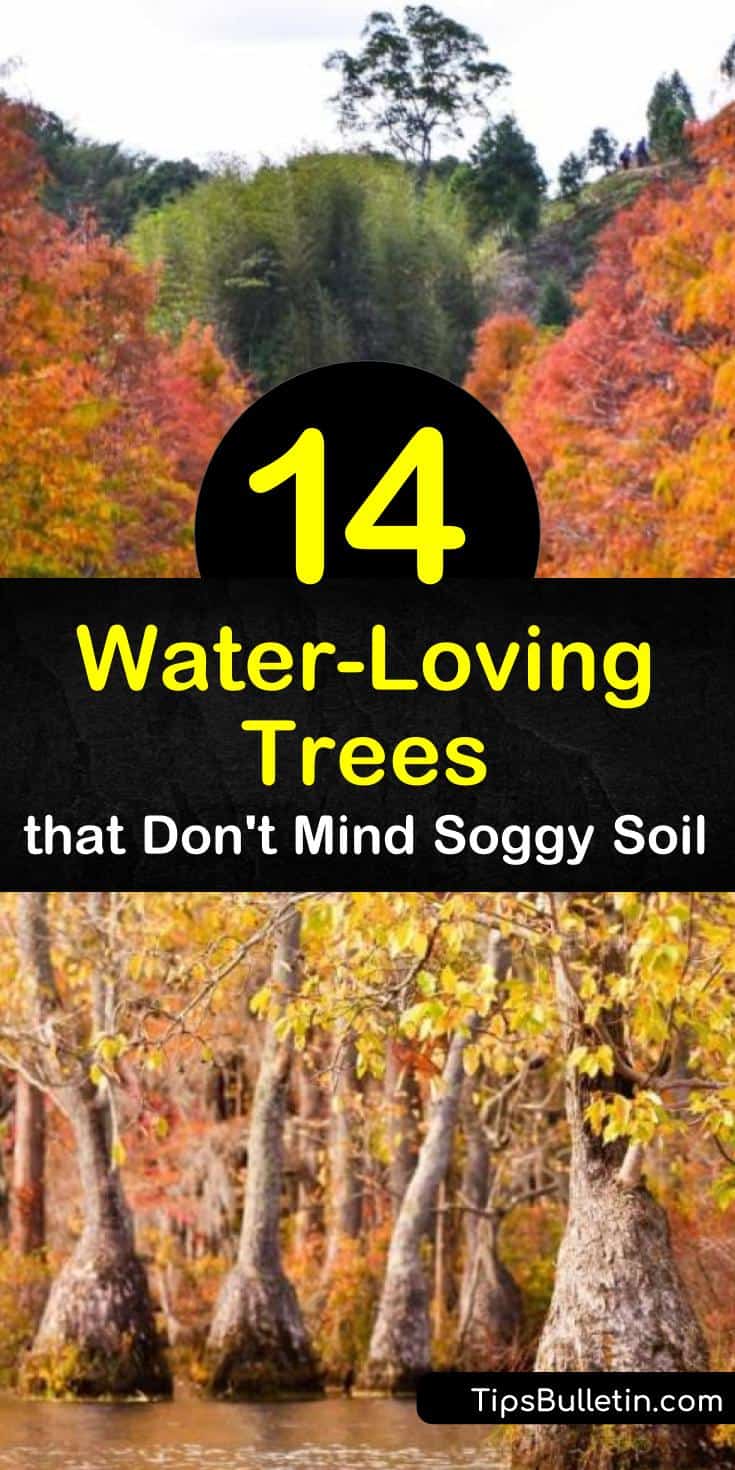 14 Water-Loving Trees that Don't Mind Soggy Soil