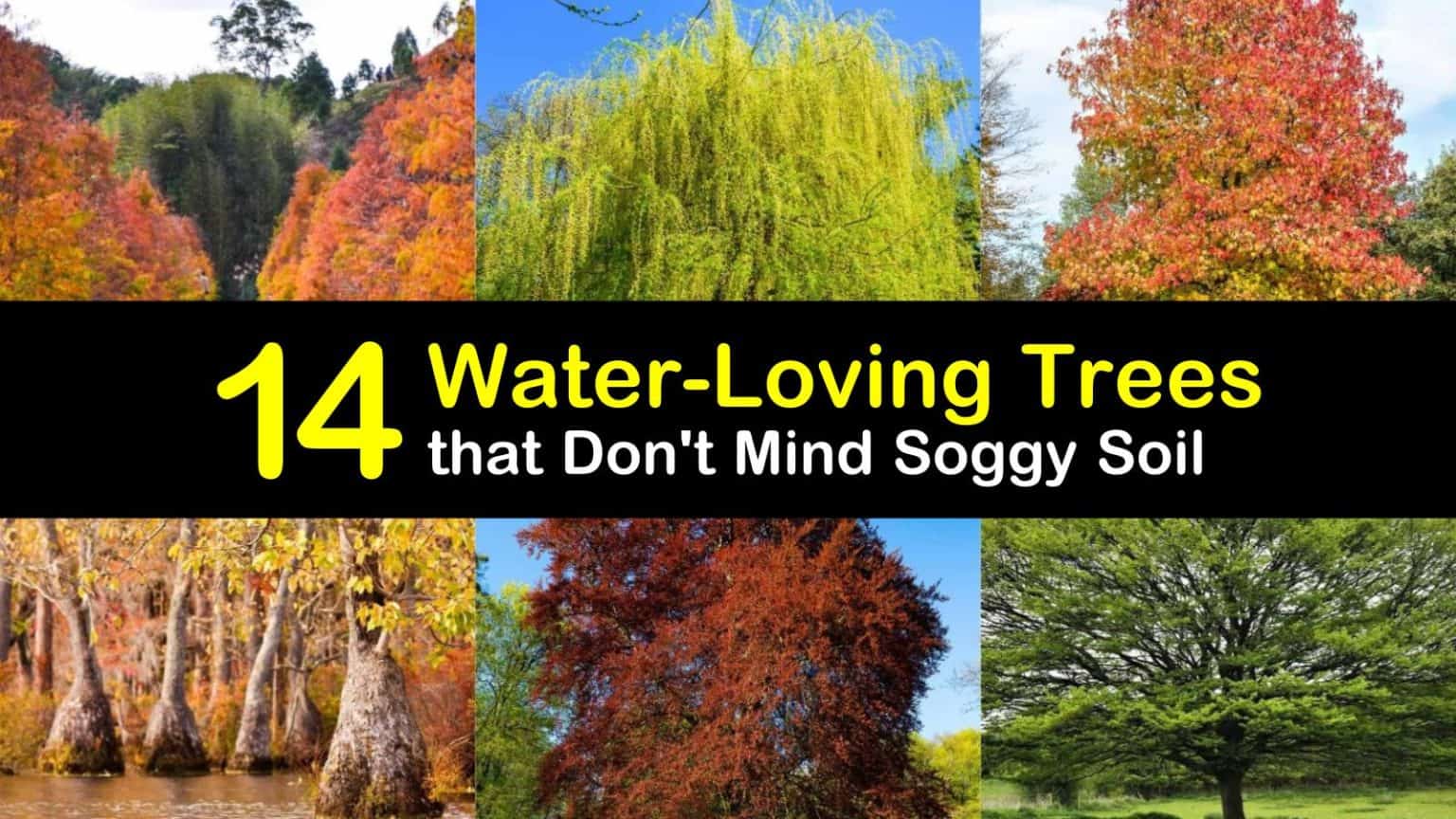 14 Water-Loving Trees that Don't Mind Soggy Soil