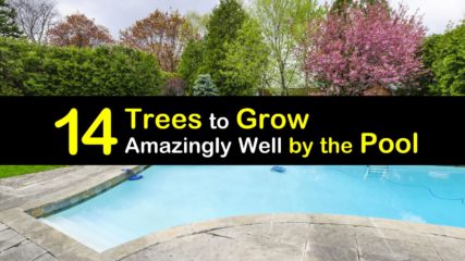 14 Trees to Grow Amazingly Well by the Pool