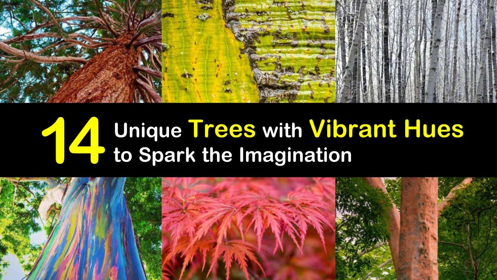 14 Unique Trees with Vibrant Hues to Spark the Imagination