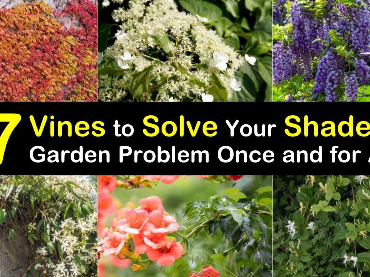 Vines For Shady Areas