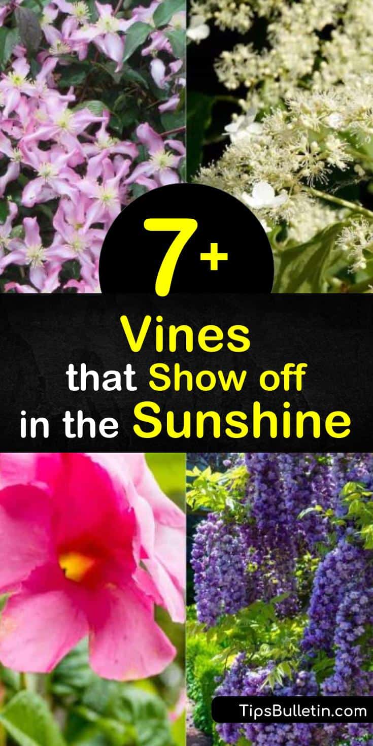 7+ Vines that Showoff in the Sunshine