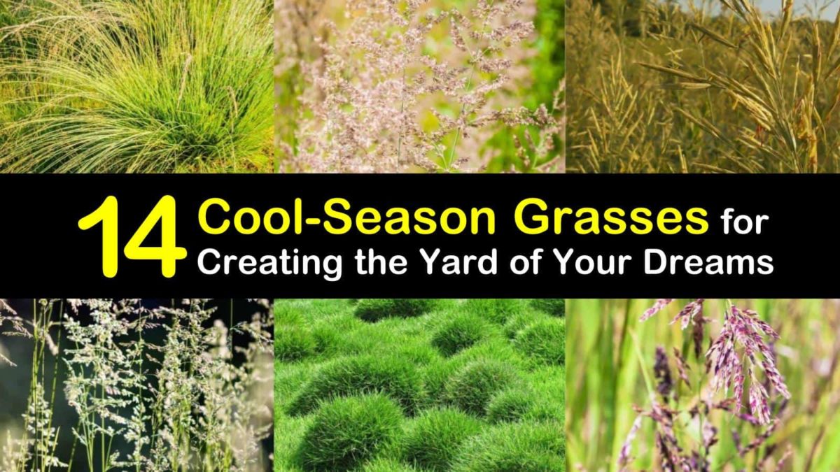14 Cool-Season Grasses for Creating the Yard of Your Dreams