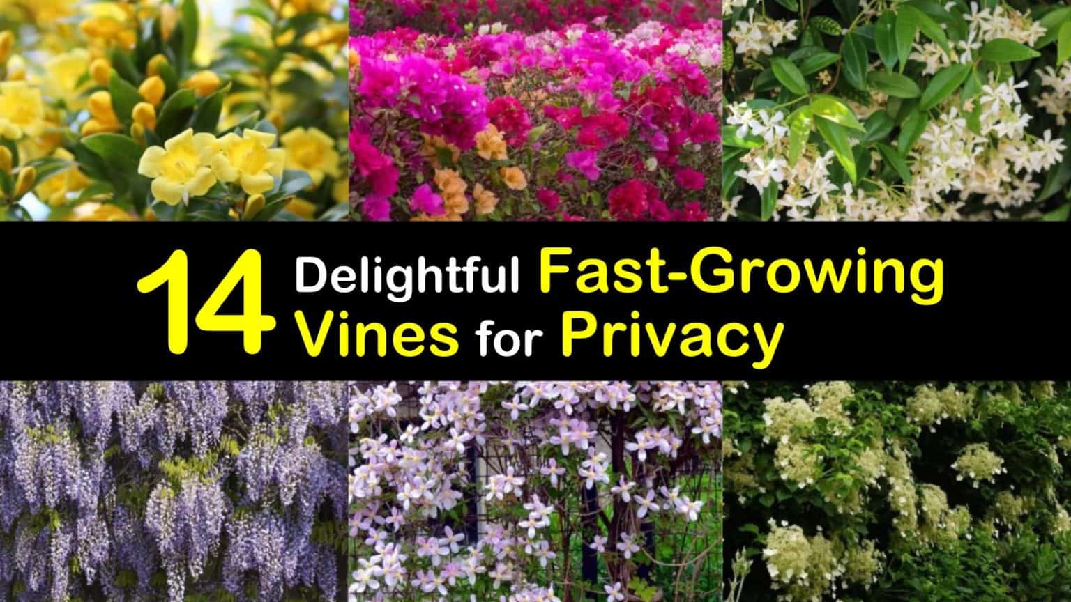 14 Delightful Fast-Growing Vines for Privacy